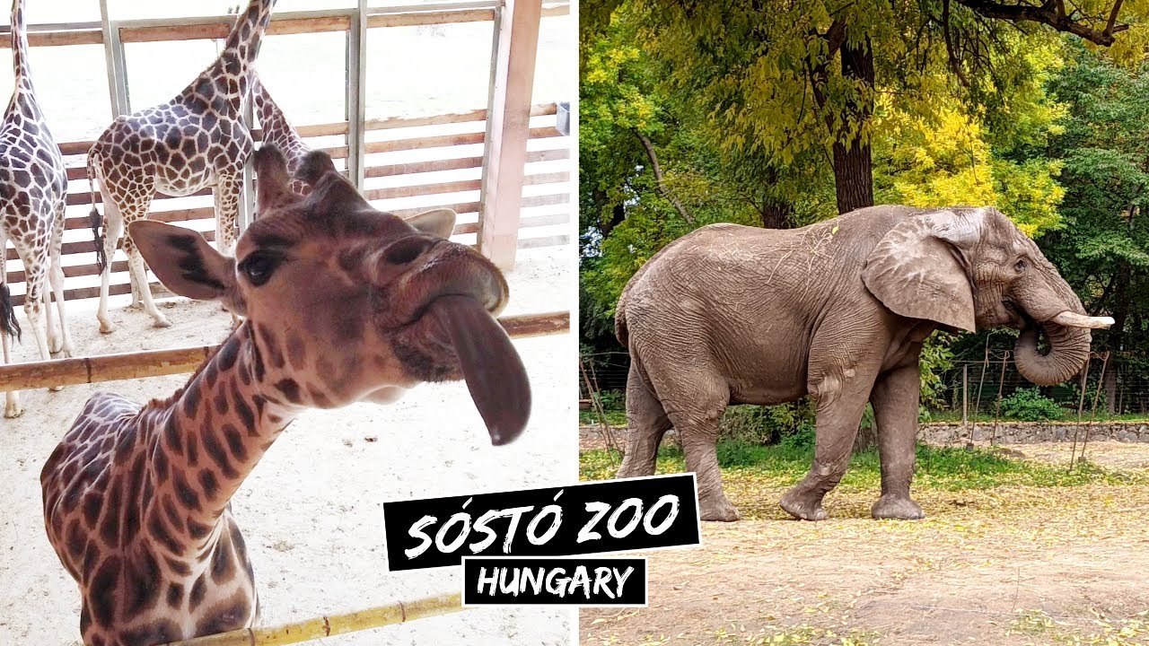 🦒 SÓSTÓ ZOO Nyíregyháza | One of the best & biggest zoos in HUNGARY ...
