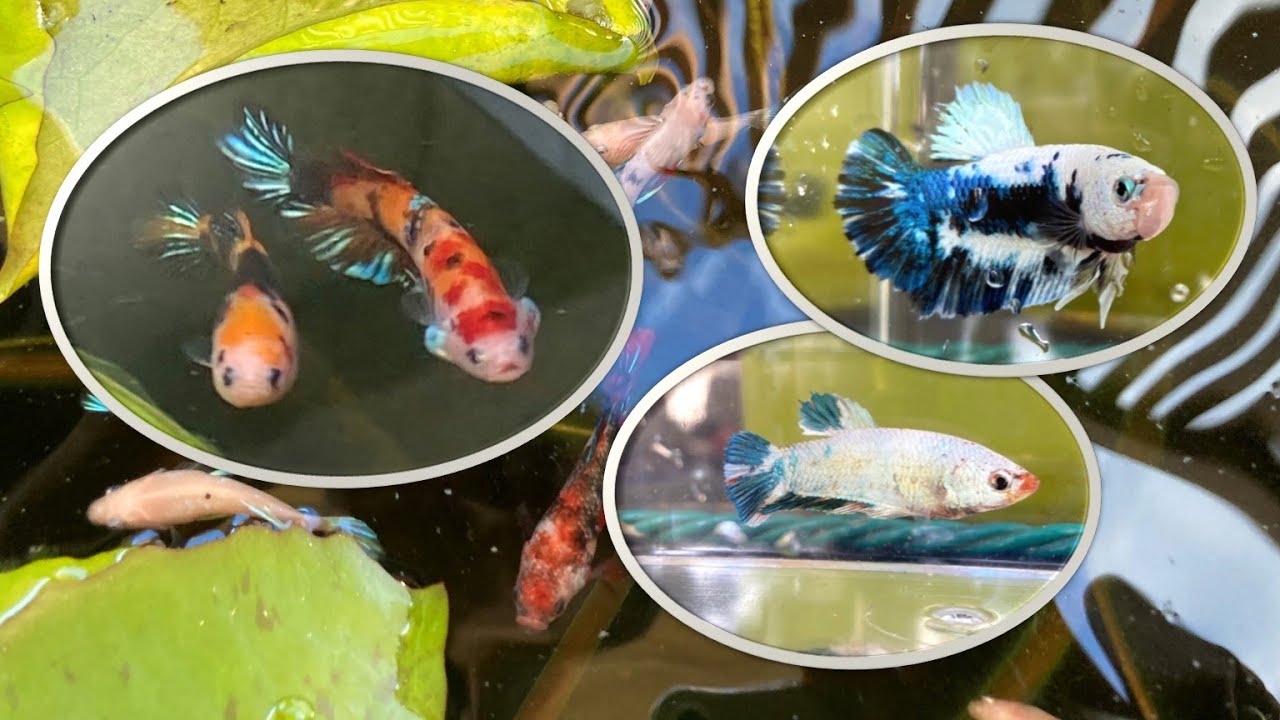 Breeding Bettas in Large Tubs in a more Natural Way - YouTube