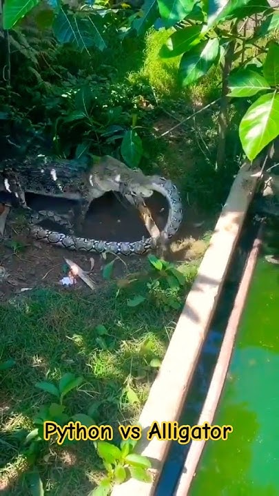 Python vs alligator #ytviral - YouTube