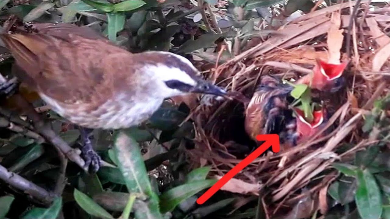 Yellow vented bulbul bird forces baby to eat locusts while buying tents ...