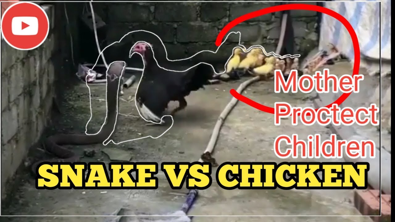 CHICKEN VS SNAKE HOW TO PROTECT YOUR CHILDREN | SNAKE VS CHICKEN ...