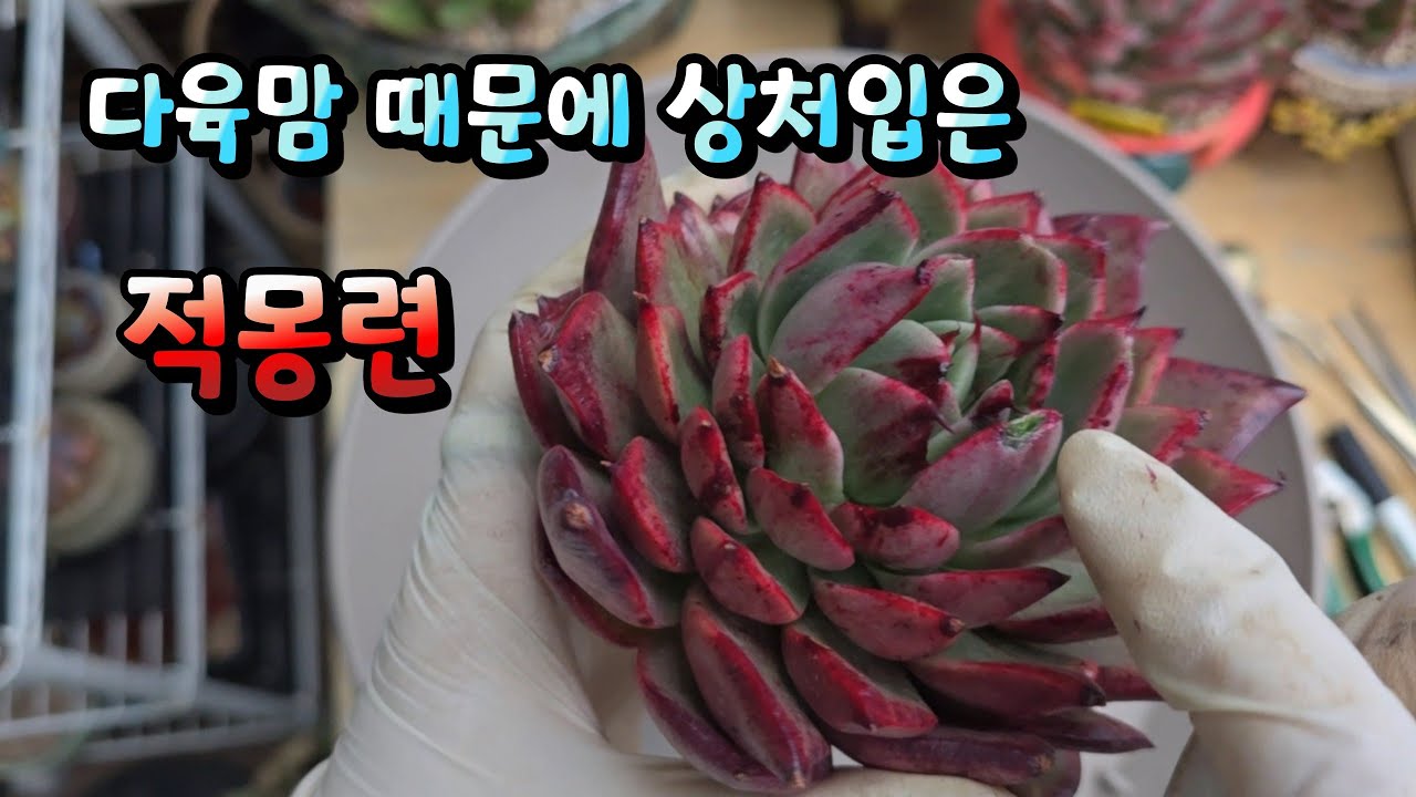 다육맘 때문에 상처입은 적몽련 뽄쟁이다육 다육식물 다육이 다육이키우기 다육하우스 Youtube