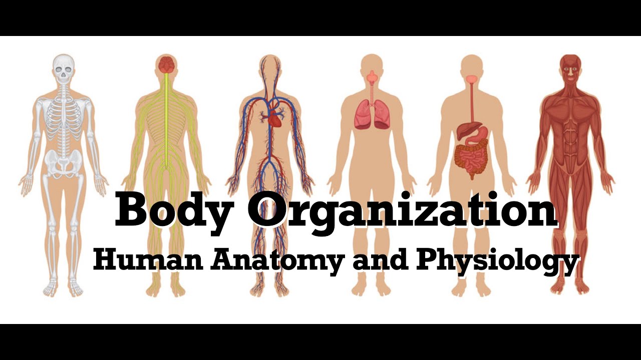 New Body Organization For Anatomy And Physiology YouTube New Body Organization For Anatomy And Physiology YouTube