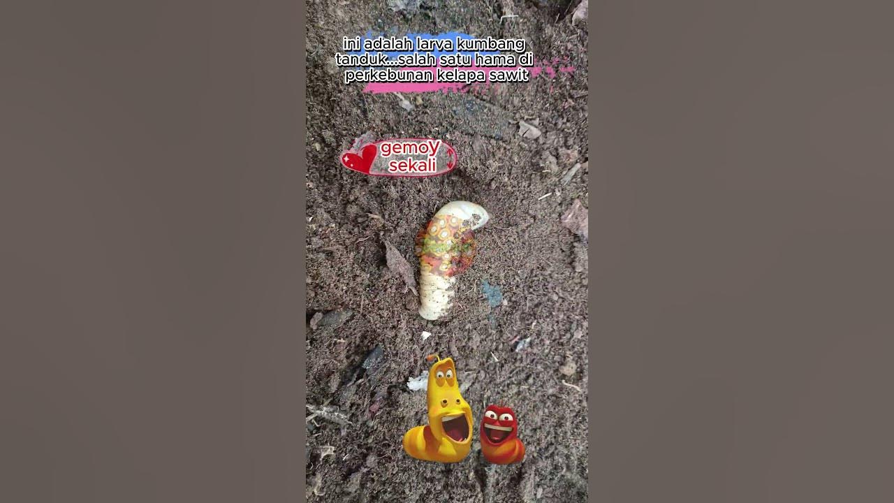 larva kumbang tanduk (Oryctes rhinoceros) #sawit #hamasawit #hutan ...