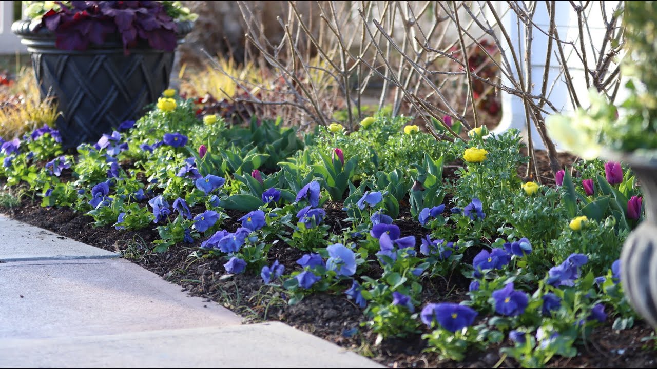 I Went Kind of Crazy With Pansies! 💙😆🤷‍♀️// Garden Answer - YouTube