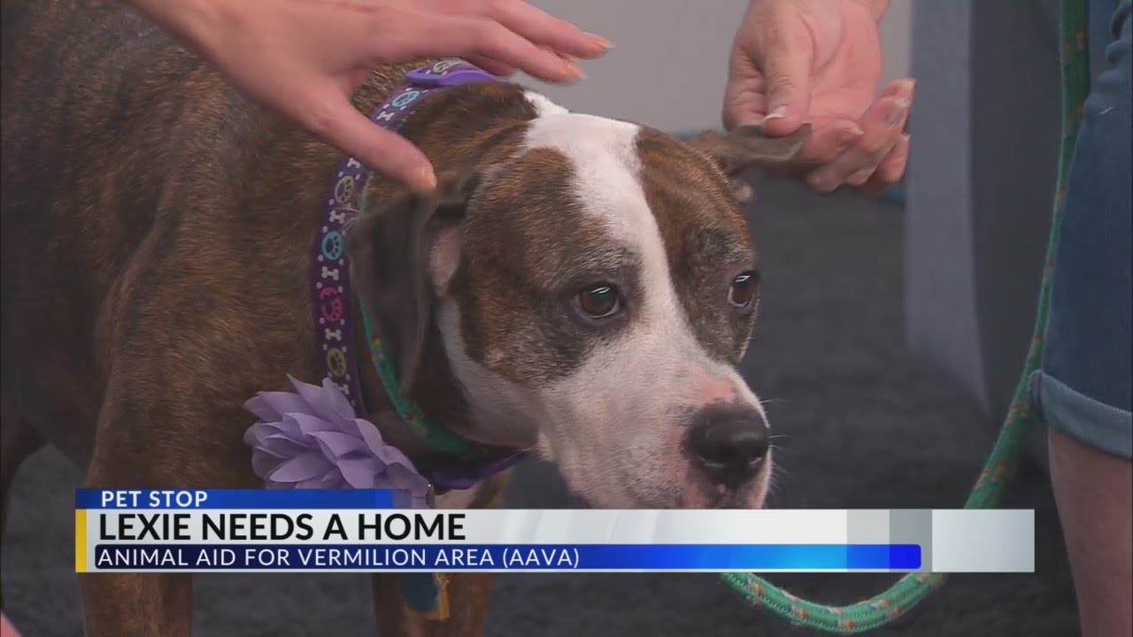 The Pet Stop - YouTube