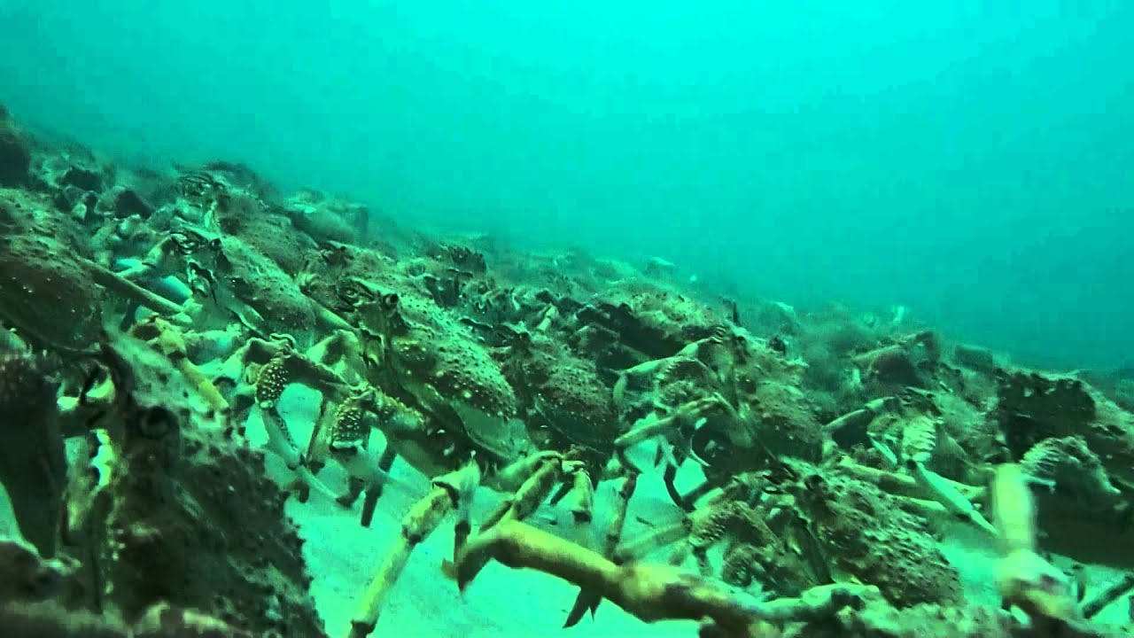 Spider Crabs Rye Pier 2014 - YouTube