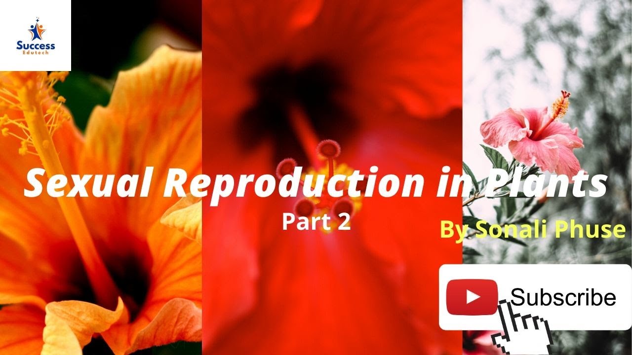 Chapter 1 Reproduction in lower and higher plant Sexual Reproduction ...