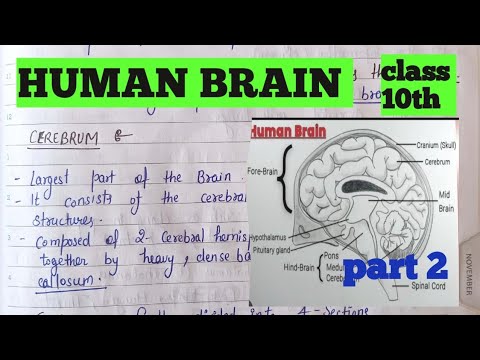 Human brain 🧠 Class 10th control and coordination - YouTube