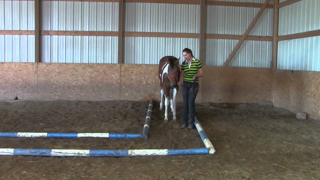 In-Hand Trail: Back Through the "L" - YouTube