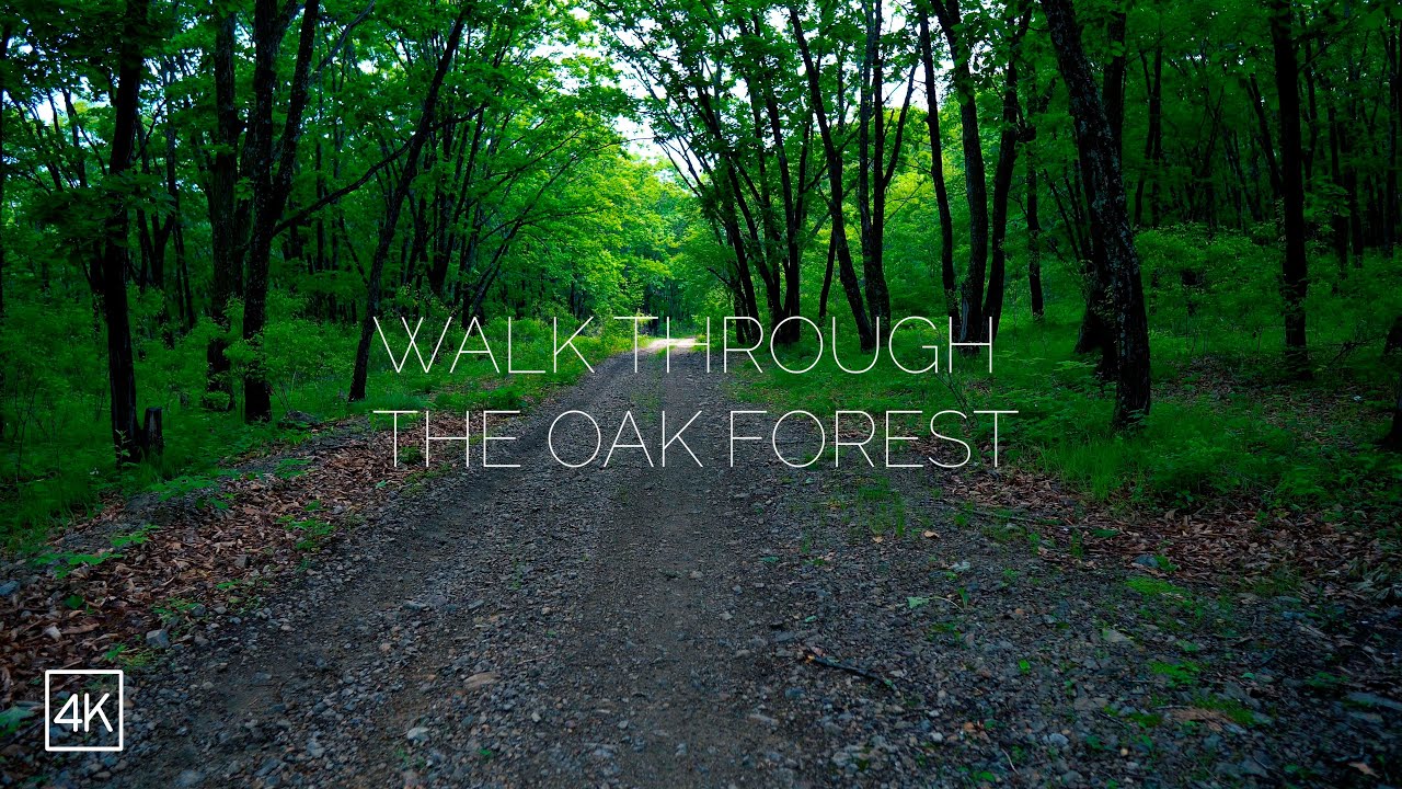 Relaxing Walk in the Oak Forest, Steps and Nature Sounds | 4k - YouTube