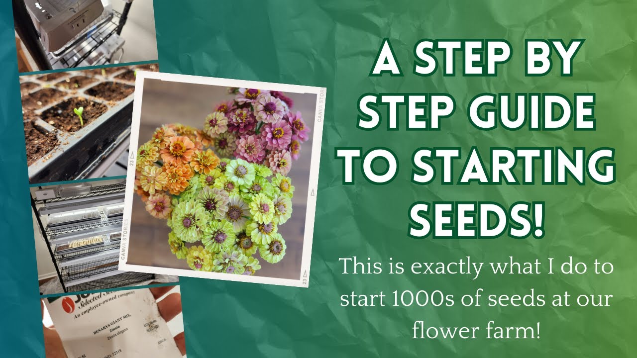 A Step by Step Guide to Starting Seeds: Exactly how I start 1000s of ...