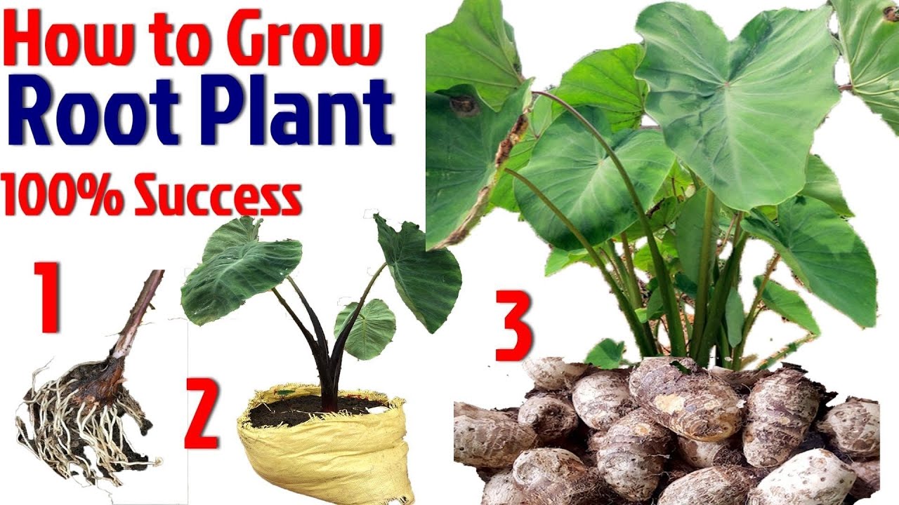 How to grow taro plants for high yields I mart farmer I Easy way to ...