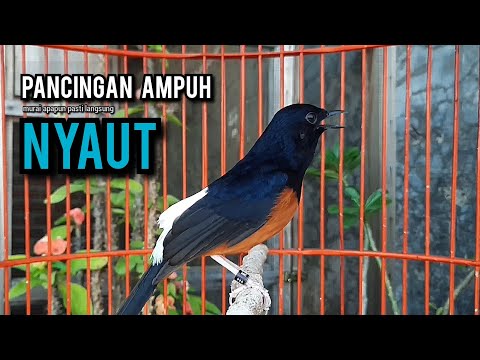 murai batu gacor AMPUH buat PANCINGAN murai batu agar bunyi JADIKAN burung murai gacor EMOSI