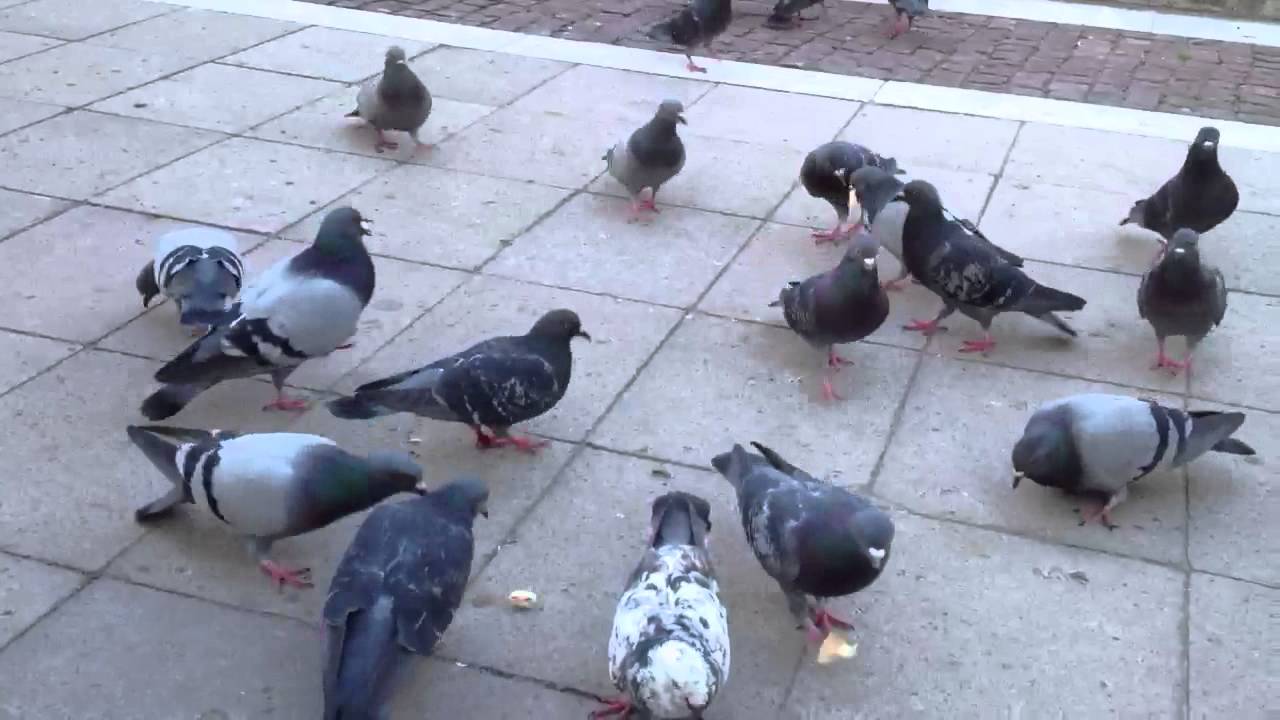 Hungry pigeons eating pizza until ... - YouTube