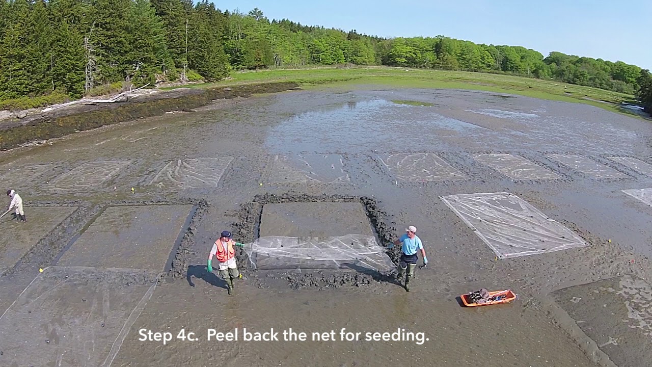 How to install a clam farm in Maine - YouTube