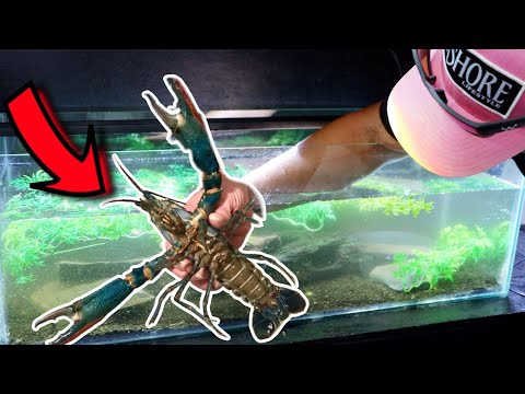 The Blue Lobster Meme is Real Hundreds of Crawfish Babies! - YouTube