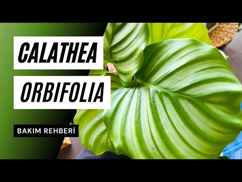 Calathea orbifolia bakımı 👩‍🌾: | Ev Yeşili