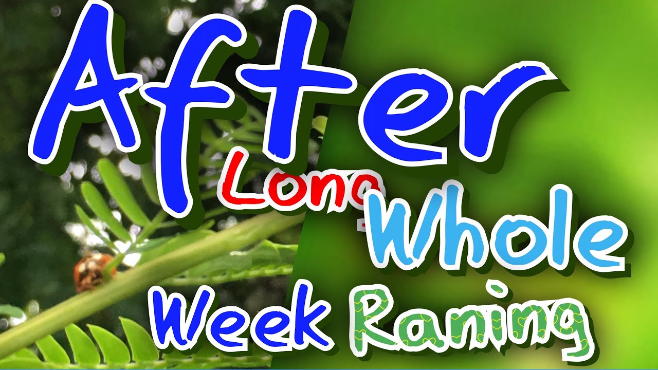 After long whole week raining បន្ទាប់ពីភ្លៀងអស់មួយសប្ដារ័ហើយ - YouTube