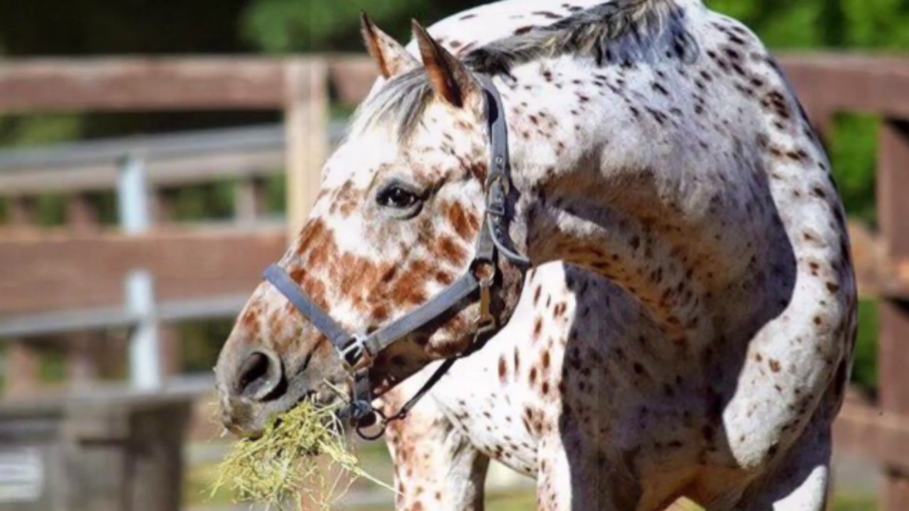 Fall troop at Watchung stables 2016 - YouTube