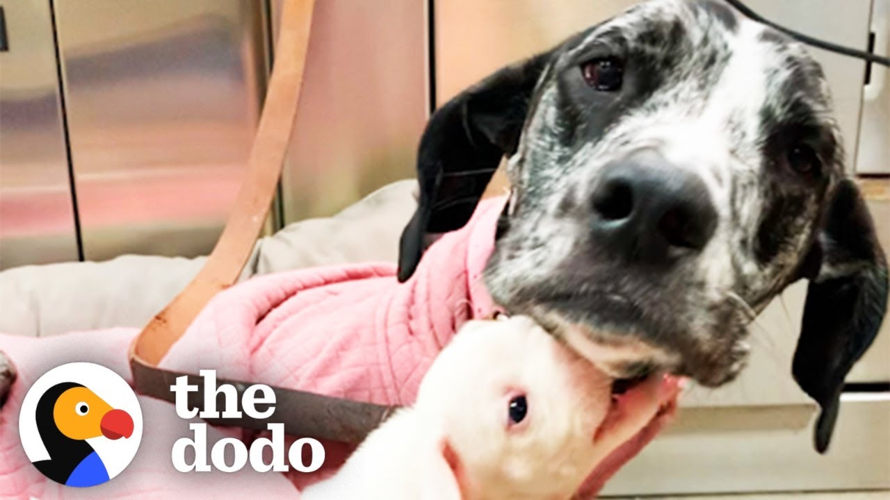 Teeny Tiny Puppy Grows Up Into A Gentle Giant | The Dodo Little But ...