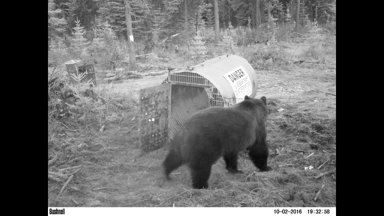 Clayton Lamb: Taking evidence through to conservation action for two ...