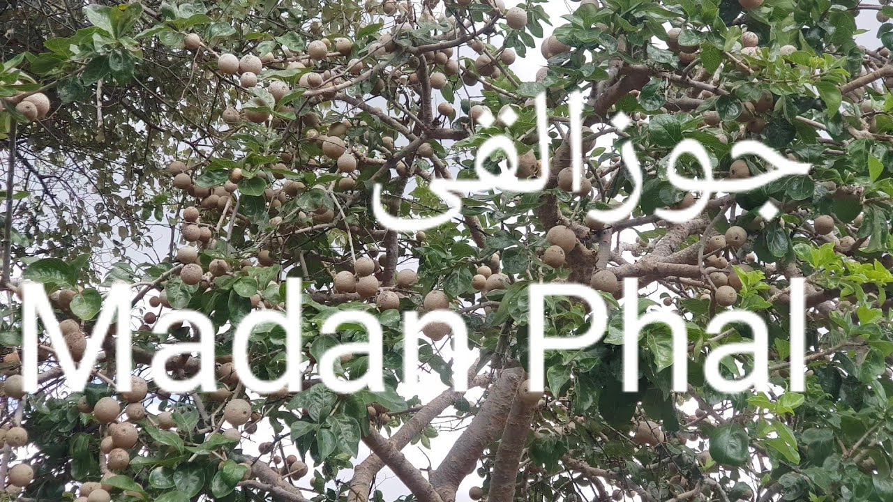 مین پھل / جوزالقی کی شناخت Madan phal / Randia dumetorum ka ped - YouTube