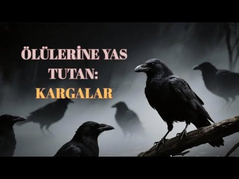Ölülerine Yas Tutan Kargalar! #karga #kargalar #hayvanlaralemi #belgesel #hayvanlar