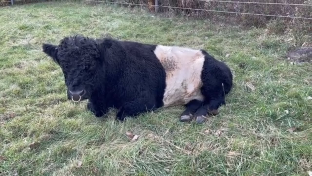 Hoof Trimming of the Belted Galloways | Belted Galloway Homestead - YouTube