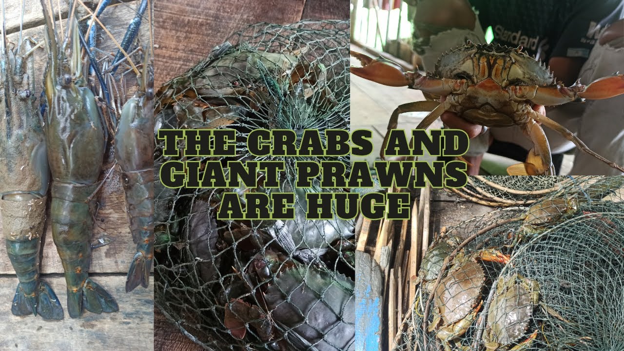 Day 7 | Crab hunting using traditional tools on the boat | Jumbo crabs ...