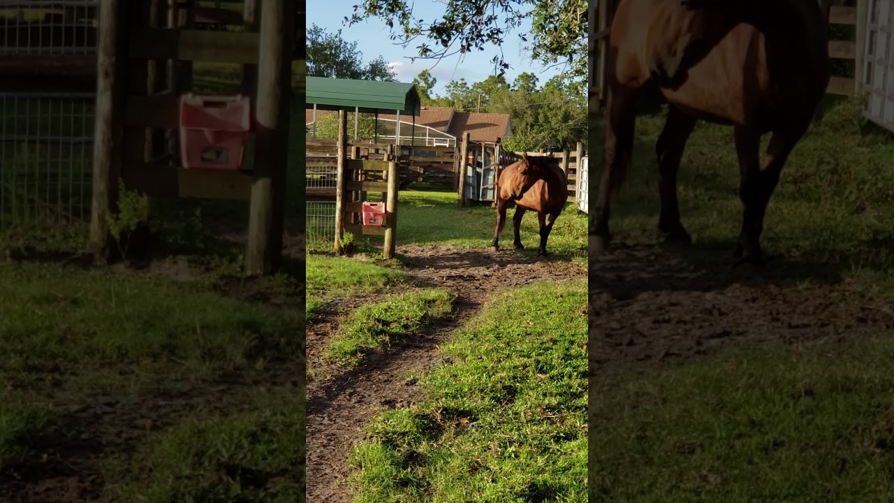 Running mule/bucking mustang! - YouTube