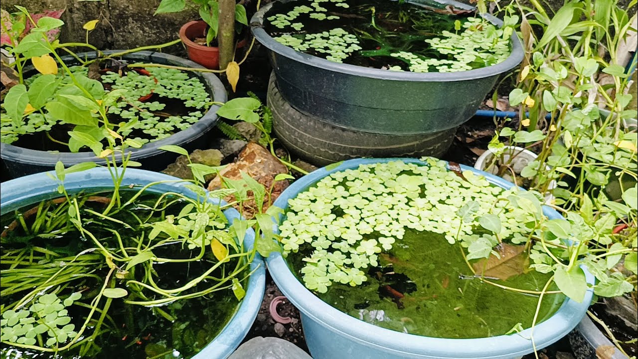Mini Backyard Outdoor Fish Tub - YouTube