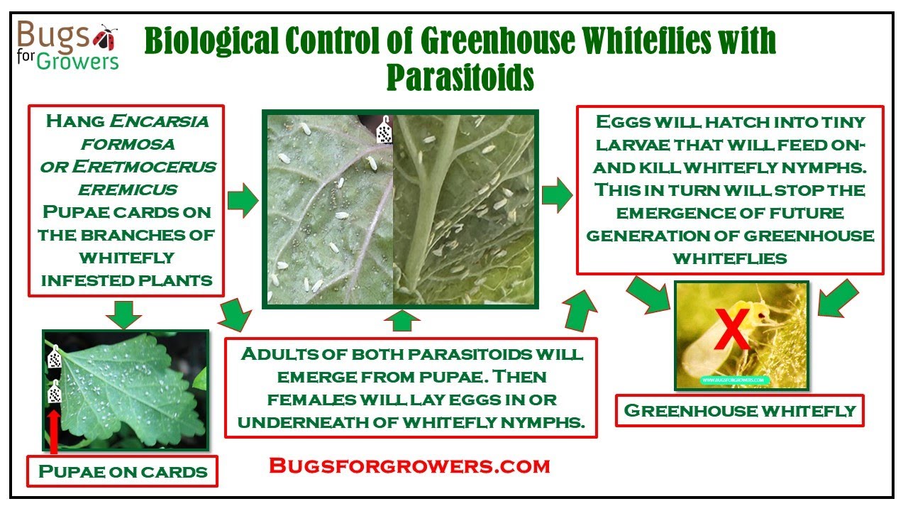 Biological Control of Greenhouse Whiteflies with Parasitoids - YouTube