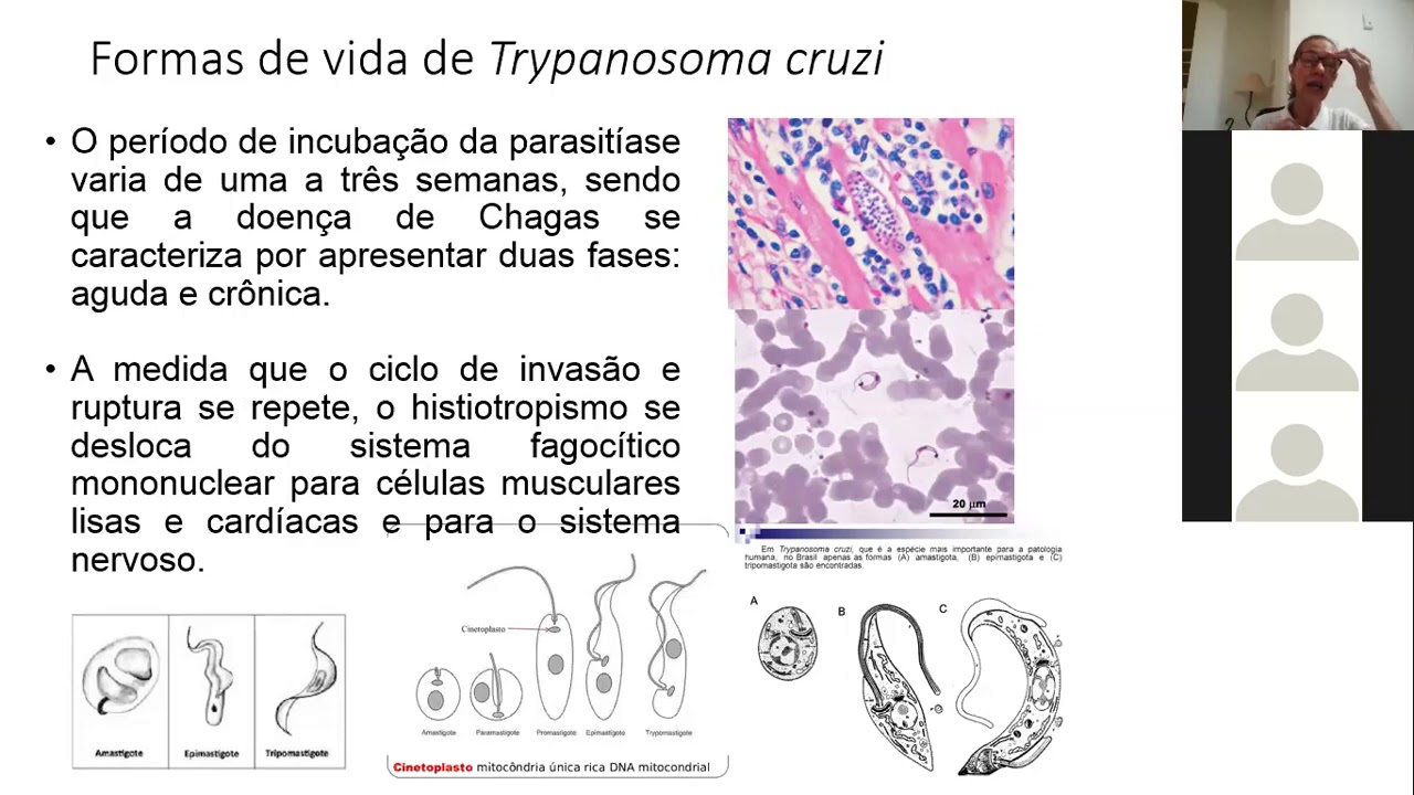 Trypanosoma Cruzi Tripomastigotas Banque Nationale De Photos En SVT