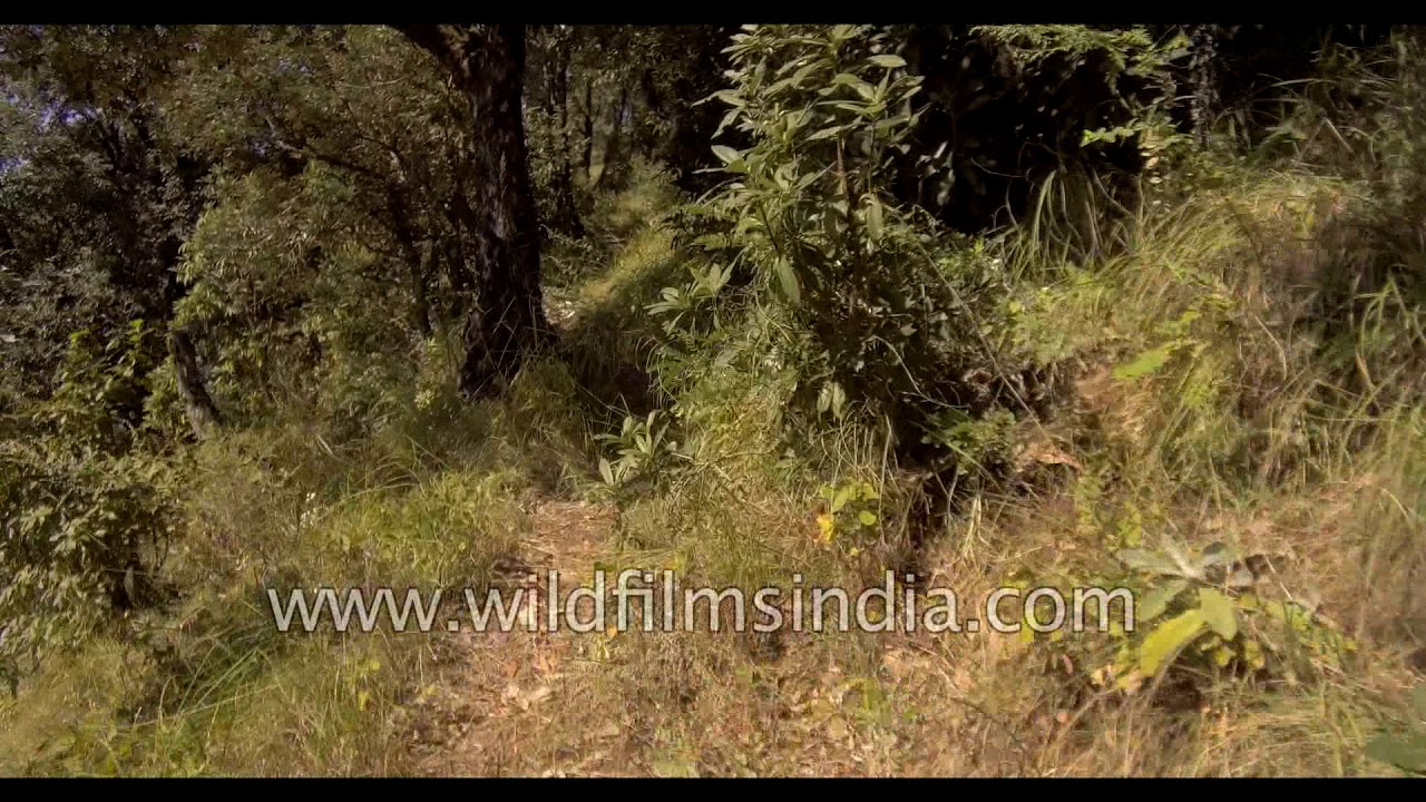 Himalayan forests - walk through deodar and oak trees and open ...