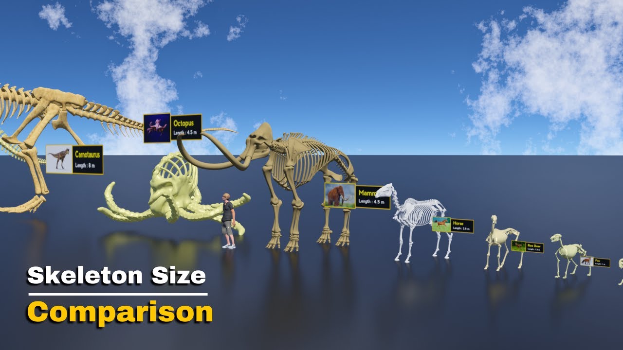 3D Animal Skeleton Size Comparison: From Tiny to Giant | Comparison ...