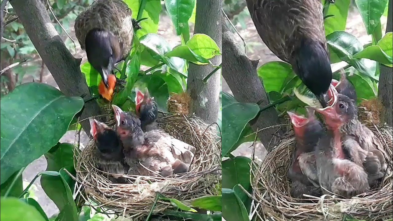 Bulbul Feeding Different Types Of Food To Babies - YouTube