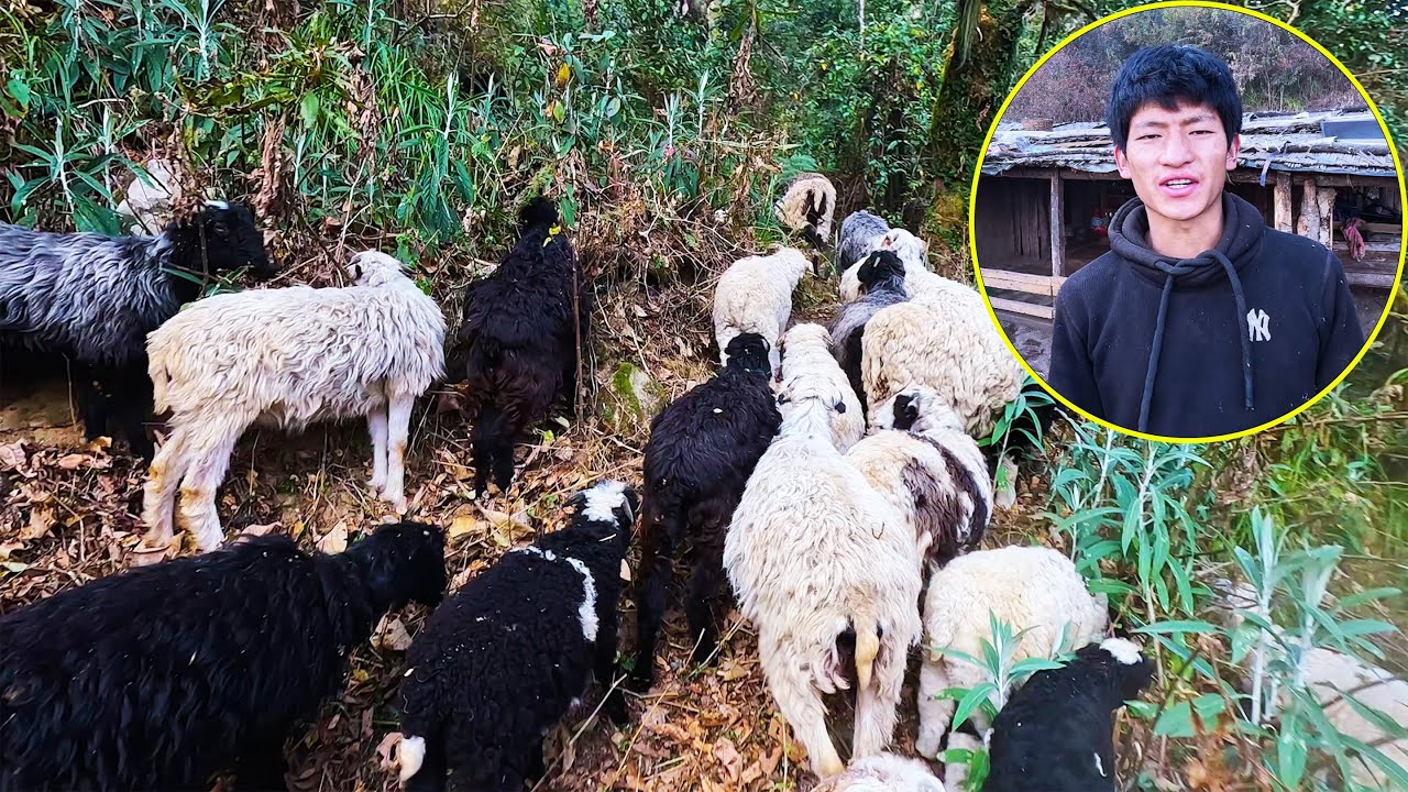 Sanjip herding sheep in Rural Jungle || Young Nepali shephards life ...