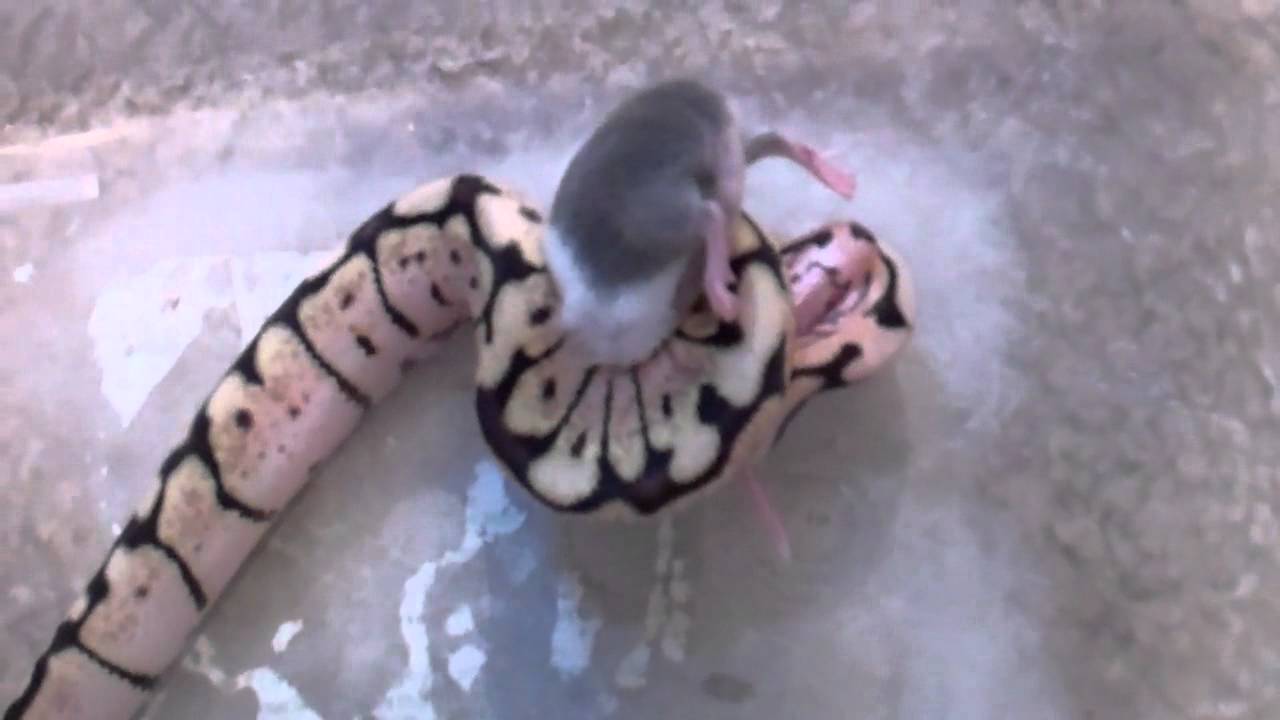 bumble bee ball python and sorong tree python feeding - YouTube