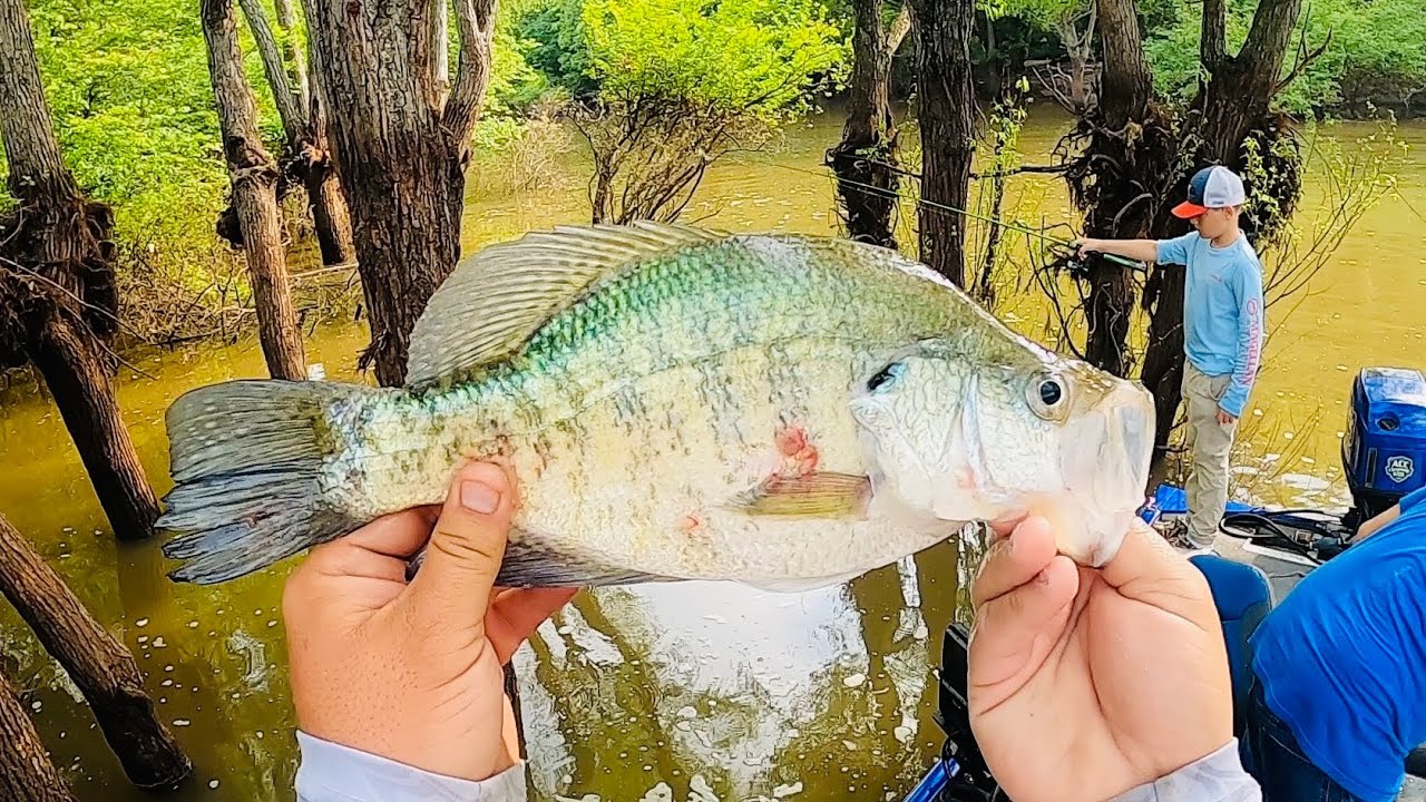 CRAPPIE FISHING WILLOW TREES WITHOUT LIVESCOPE FOR GIANT SPILLWAY ...