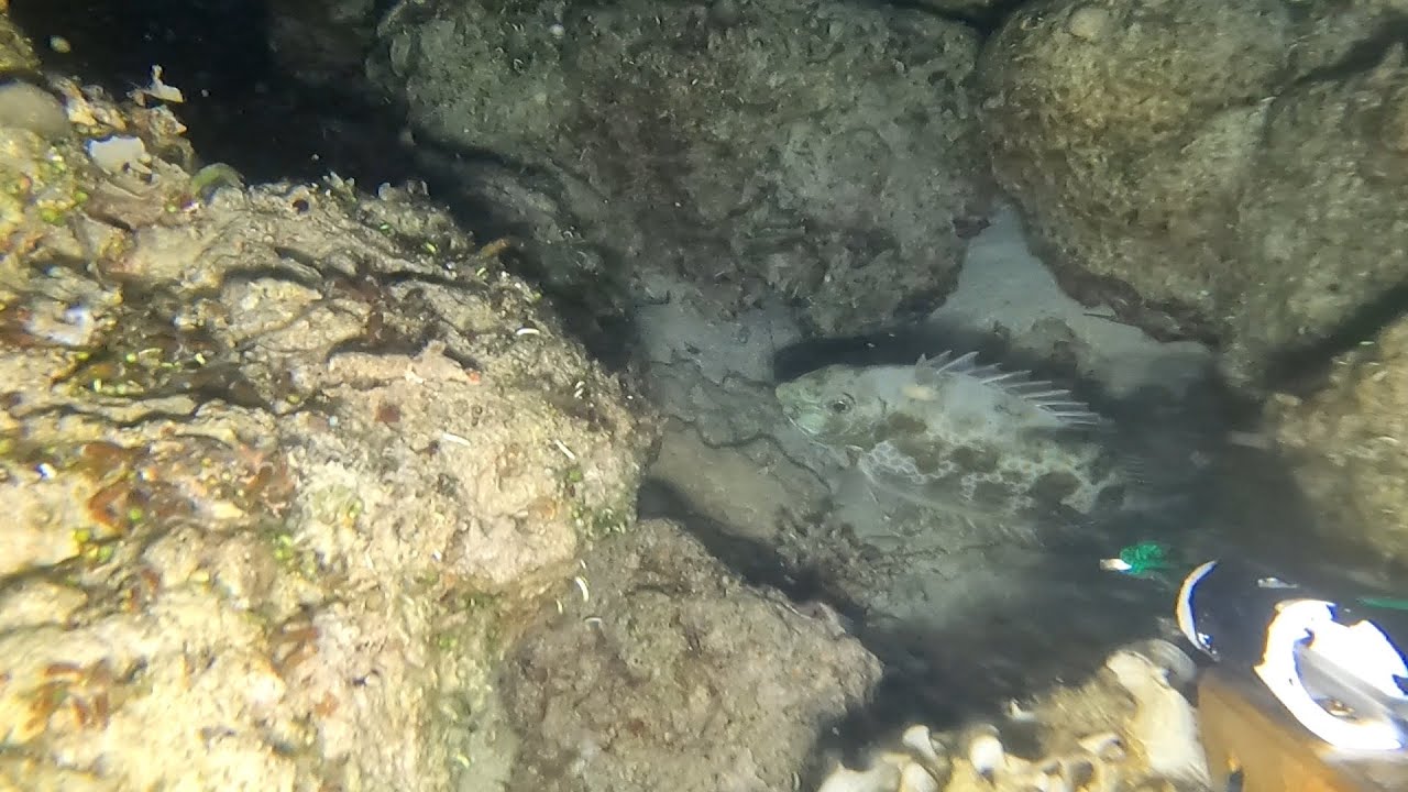 Ang laking kitong, spearfishing catch and cook - YouTube