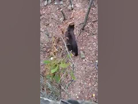 Arkansas Black Bear - YouTube