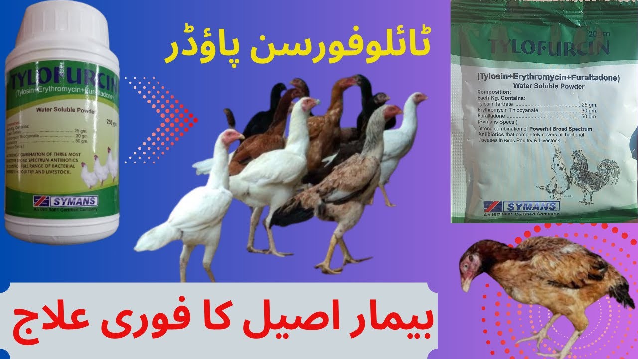 Tylofurcin | Tylofurcin Powder uses | Aseel main nazla zukam ka ilaj ...