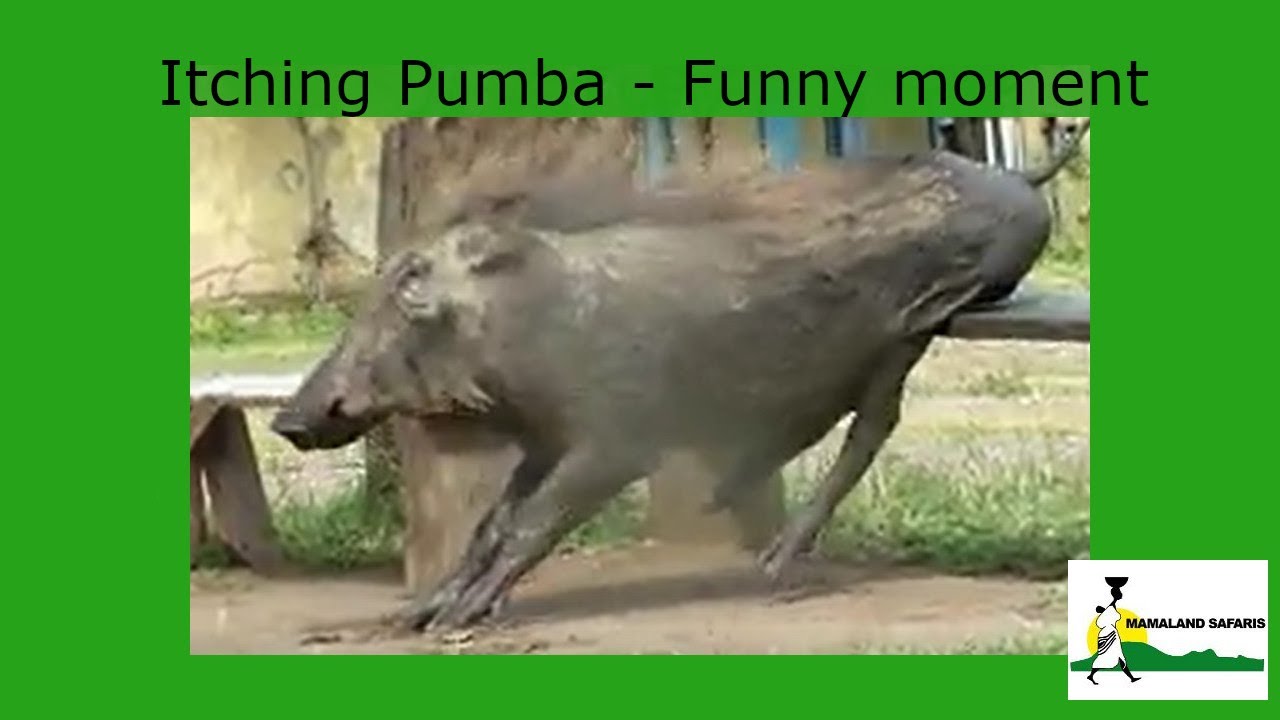 Itching Pumba | A funny moment from a Uganda Safari - YouTube