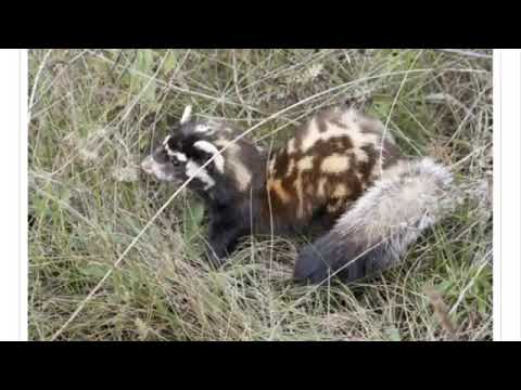 Dihorul pătat - specie pe cale de disparitie - YouTube