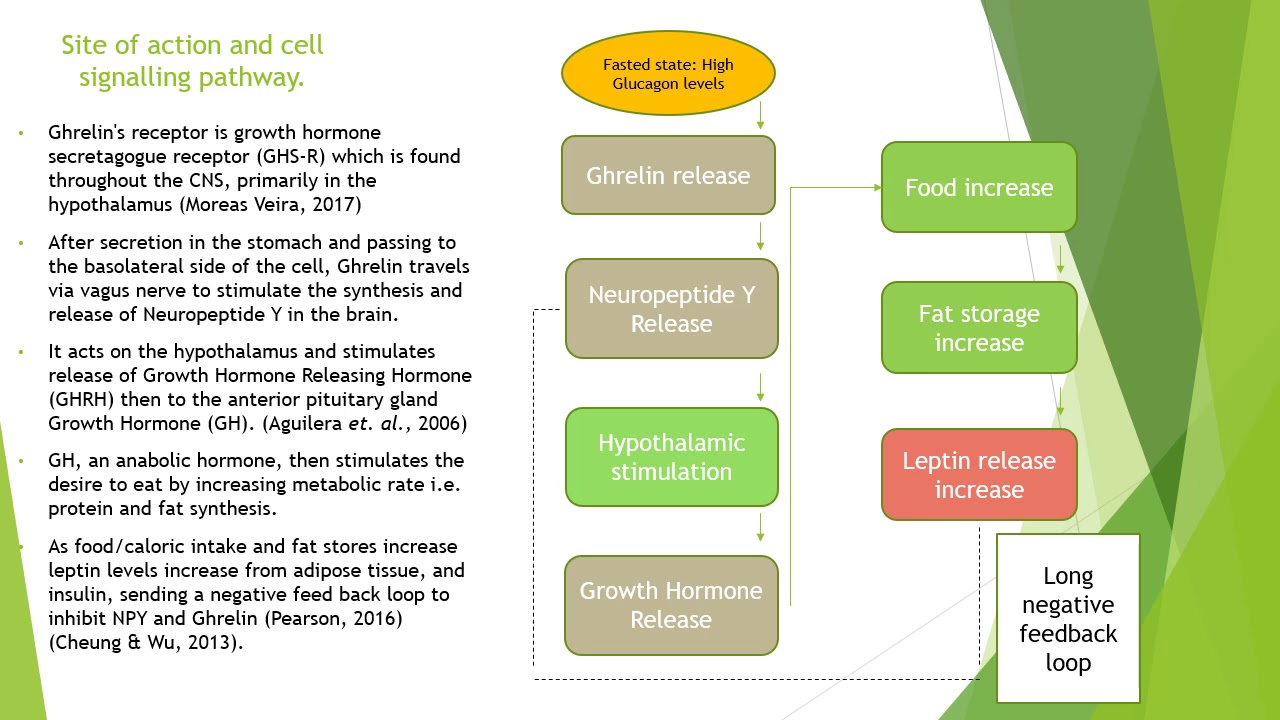 Ghrelin: The Hunger Hormone - YouTube