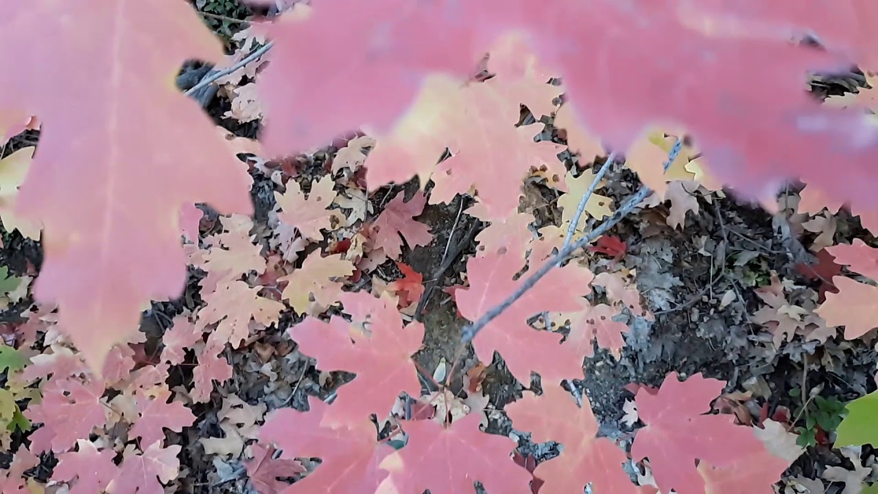 Autumn Adventures - YouTube