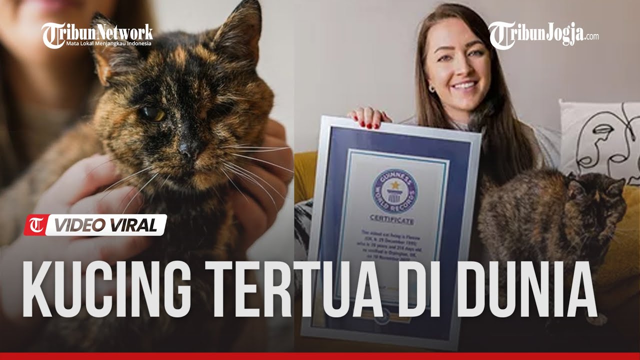 KUCING TERTUA, USIANYA SETARA DENGAN 120 TAHUN MANUSIA - YouTube