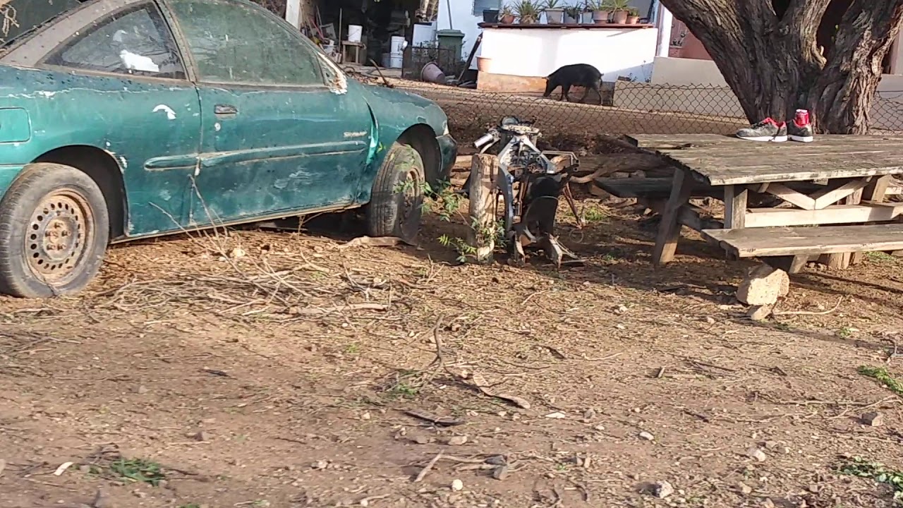 Curacao West Punt 2020. Domesticated wild pigs - YouTube