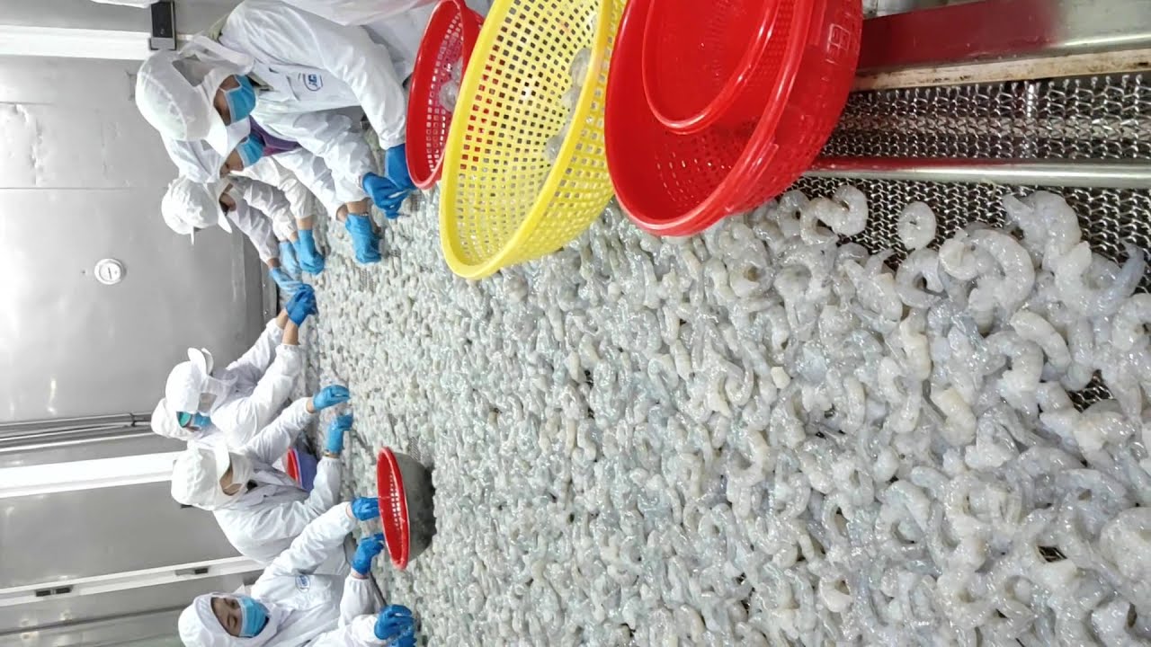 IQF shrimp processing - YouTube